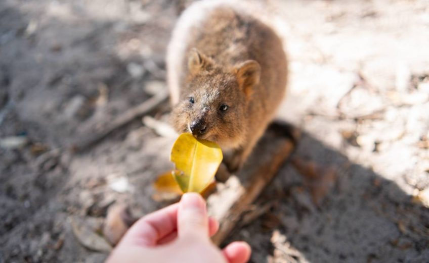 The Irresistible Quokka: What It Tells Us About Australia?